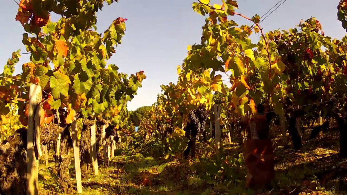 Landot Medoc Claret | Cava Spiliadis | Bordeaux Wine